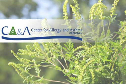 Ragweed & Fall Allergies | Allergist in Atlanta